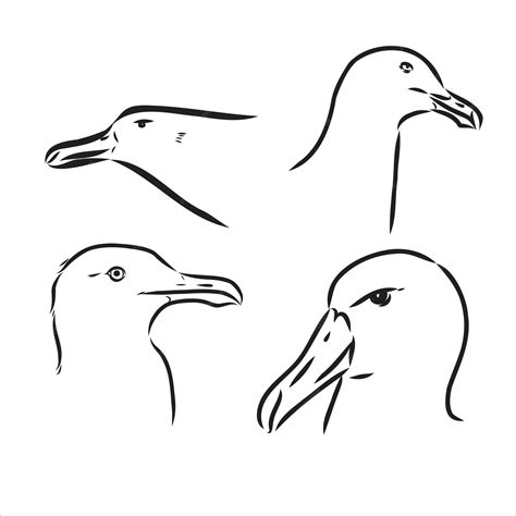 Albatross Bird Drawing