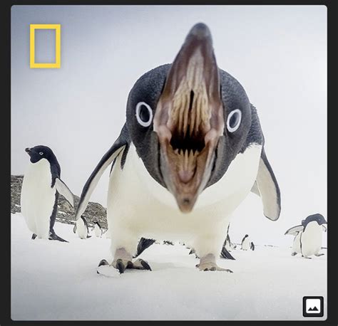 약혐 펭귄 입 속 