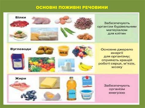 Презентація Будова травної системи людини