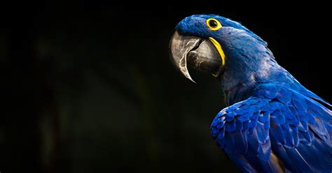 The Stochastic Parrot Where Knowing And Predicting Diverge