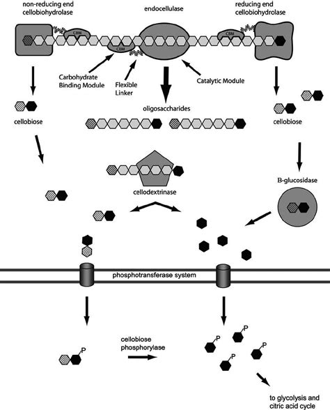 Schematic Organization Of A Typical Glycosyl Hydrolase Catalyzing