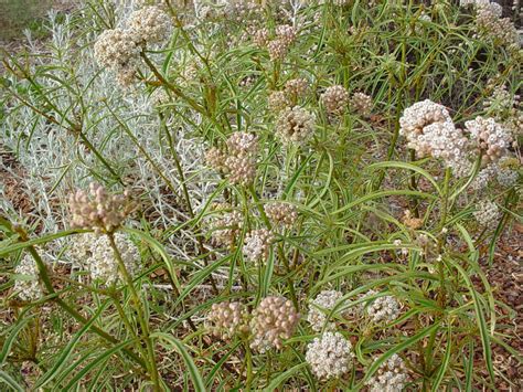 Mother Natures Backyard A Water Wise Garden Plant Of The Month