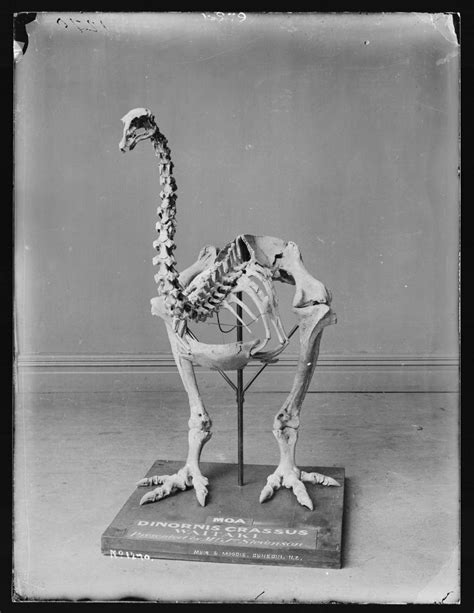 Moa Skeleton Collections Online Museum Of New Zealand Te Papa Tongarewa