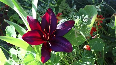 「mapira」の写真素材 61件の無料イラスト画像 Adobe Stock