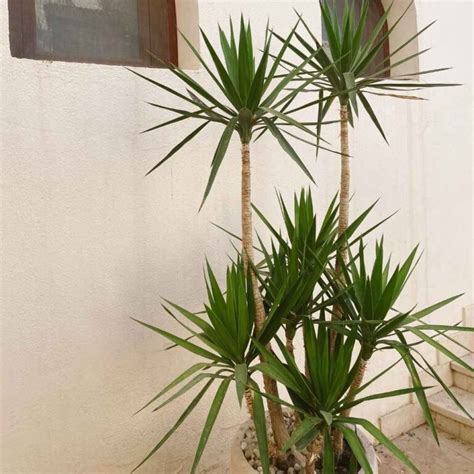 Yucca Cane Plant Profile And Care Guide The Contented Plant