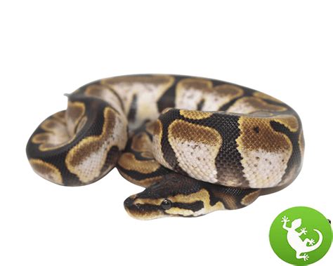 Calico Ball Python Ultimate Reptile