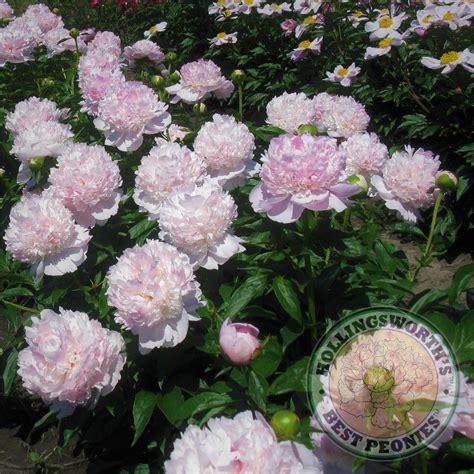 Angel Cheeks Hollingsworth Peonies® Angel Cheeks Hollingsworth Peonies®