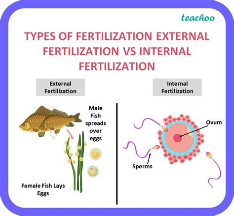 What Is Fertilization Explain Its Types At Virginia Lyman Blog