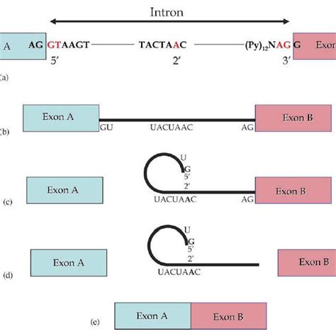 Nuclear Splicing A Schematic Representation Of An Intron Flanked By