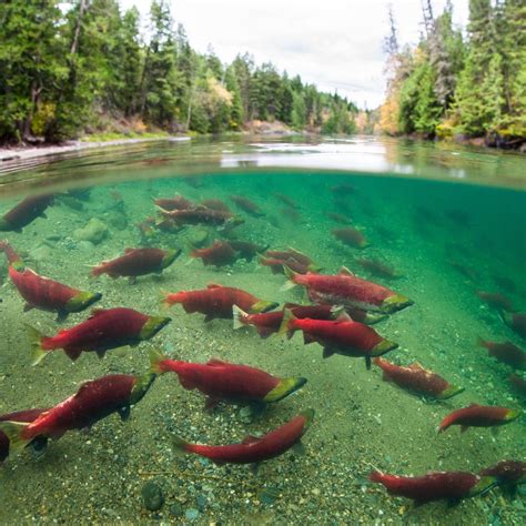 Take Part In Salmon Spawn Watch 2024