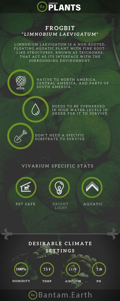 Limnobium Laevigatum Frogbit Plant Care Guide