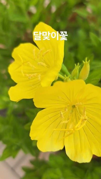 달맞이꽃잎은 저녁에 피었다가 아침에 시든다 Youtube