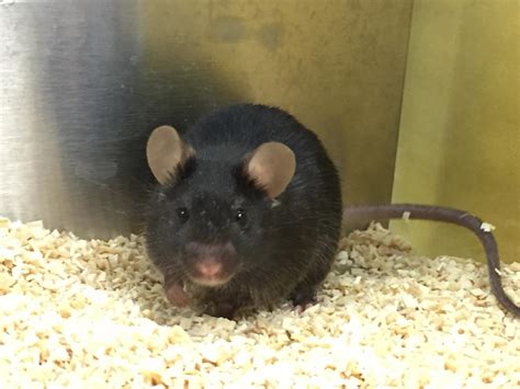 Male C57bl 6j Mouse [image] Eurekalert Science News Releases