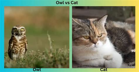 Owl Vs Cat The Hidden Danger I Never Expected