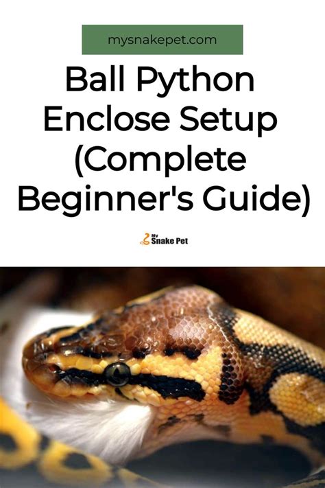 Ball Python Terrarium Setup The Ultimate Guide To Get You Started Ball Python Python