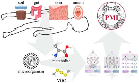 multimodal approaches based on microbial data for accurate postmortem
