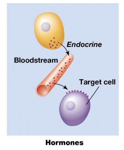Cell Structure And Function Exam Flashcards Quizlet