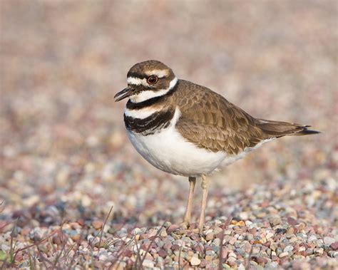 Zenfolio Feather Light Photography Killdeer