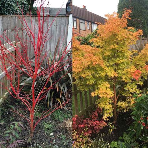 Acer Palmatum Sango Kaku Japanese Maple Tree Artofit