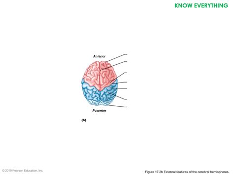 14 Diagram Quizlet 14 Diagram Quizlet