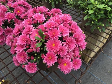 Overwintering Mums Outdoors The Easy Way Mikes Backyard Nursery