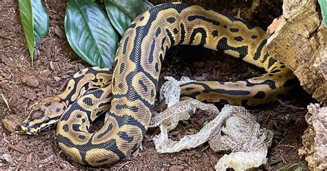 Ball Python Shedding Everything A New Owner Must Know Snout Story