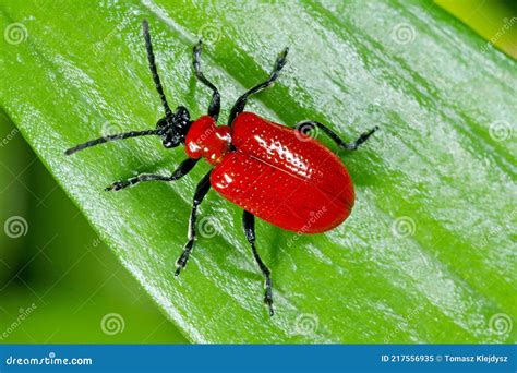 The Scarlet Lily Beetle Red Lily Beetle Or Lily Leaf Beetle Lilioceris Lilii Stock Image