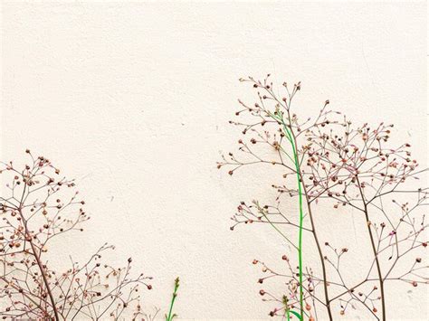 Premium Photo Beautiful Wild Grass