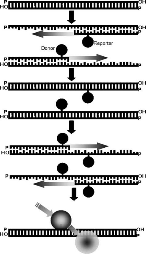 Fret Probe Pcr Diagram