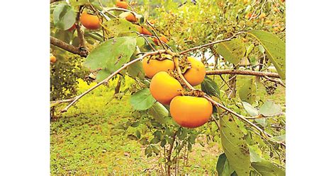 Райска ябълка за разкош в градината и не само Български Фермер