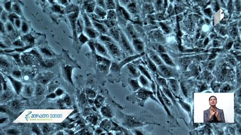 ნაწლავის მეგობარი ბაქტერიები სხვა საშიში მიკრობების წინაღმდეგ Youtube