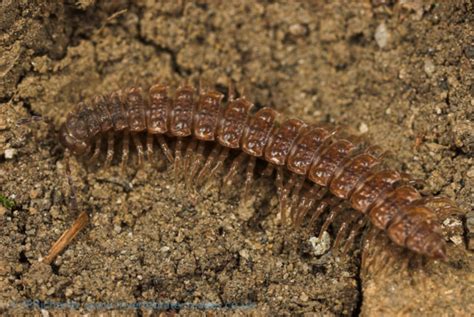 The Nhbs Guide To Uk Centipedes And Millipedes