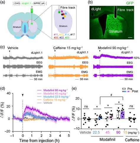 Mesencephalic Dopamine Neurons Are Essential For Modafinil‐induced