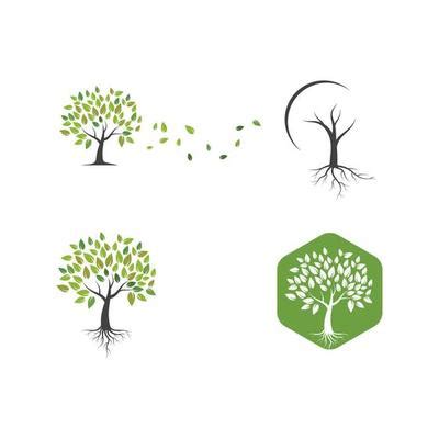 Tree Life Cycle Vector Art Icons And Graphics For Free Download