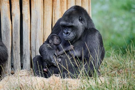 Naissance Dun Gorille Zoo De La Palmyre