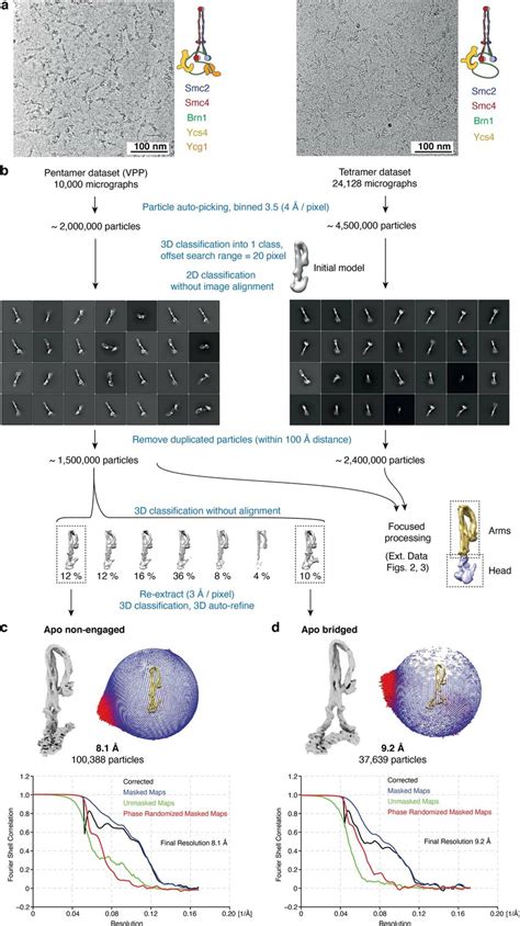 Cryo Em Structure Determination Of The Nucleotide Free Apo Condensin