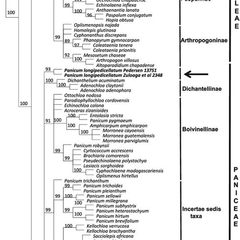 strict consensus tree obtained from the parsimony analysis bootstrap