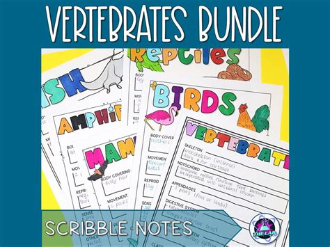 vertebrates scribble notes bundle teaching resources