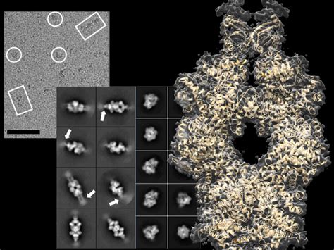Single Particle Cryo Electron Microscopyrosario Argentina Cebem