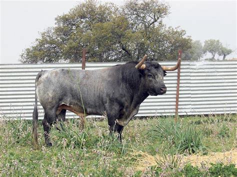 Ganaderia De Saltillo” El SueÑo De Joaquin Moreno Silva