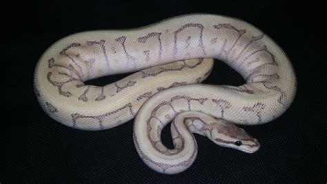 Super Phantom Spider Pinstripe Ballpython