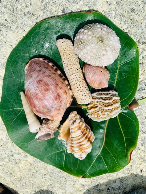 Lizards Shells Treasures And Squash By Christa Unruh Medium