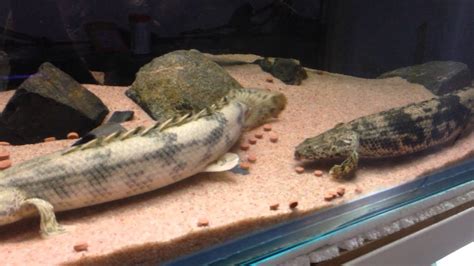Polypterus Endlicheri 2014 Youtube