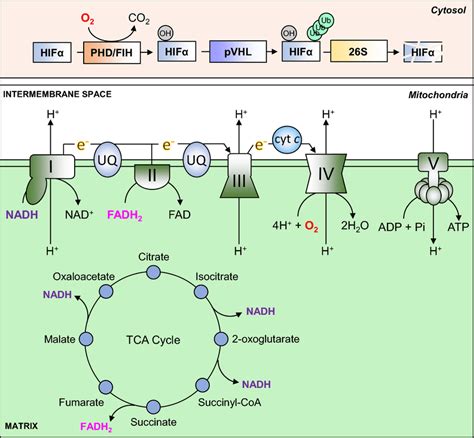 Oxygen Dependent Atp Synthesis And Hif α Degradation Atp Is Download Scientific Diagram