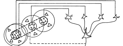Pdf Receptive Fields Binocular Interaction And Functional Architecture In The Cats Visual Cortex