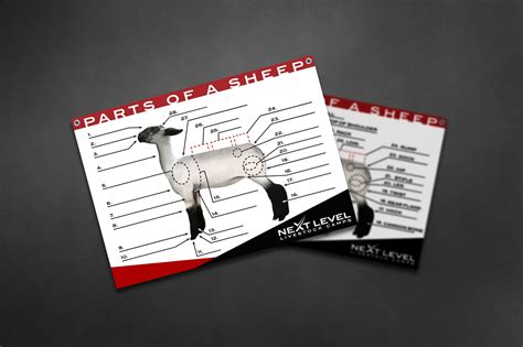 Interactive Sheep Anatomy Teaching Chart 40” X 30” Next Level