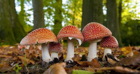 Deciphering Belowground Plant Fungal Interactions To Understand The Effects Of Biodiversity On