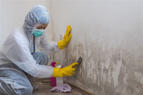The Step By Step Guide To The Professional Mold Remediation Process