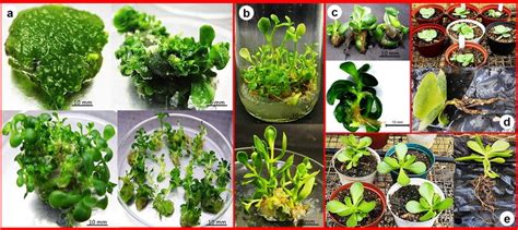 Direct Adventitious Shoot Regeneration And Plant Formation From Leaf