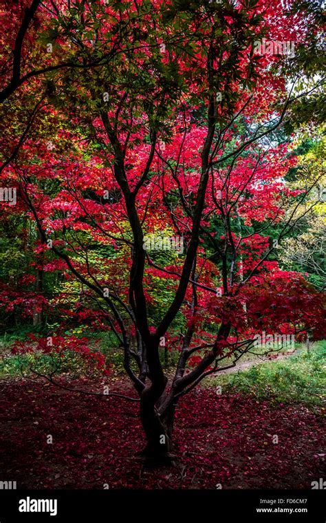 A Tree With Red Leaves The Leaves Have Started Falling Off As It Is Late Autumn Stock Photo Alamy